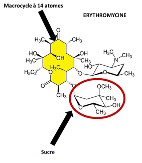 Telithromycine - Prepaexocet: préparation à l'internat en pharmacie