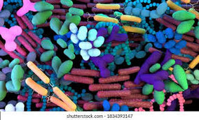 ASSIGNMENT - edbiologykmpk