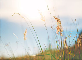 LAMARIN - lamarins Webseite!