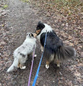 10.02.2021 - Milesian Collies in Austria