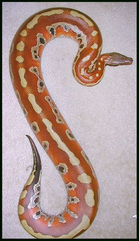 Pythons - Happy Pythons - Python regius