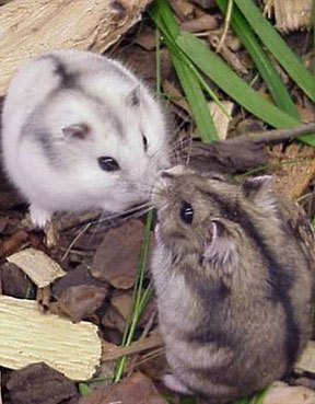 ORSETTO RUSSO - Benvenuti su didatticanimals!
