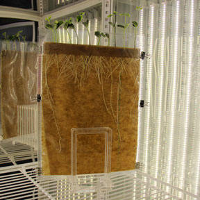 Soil-Free Root Phenotyping & Bioassays - Vienna Scientific