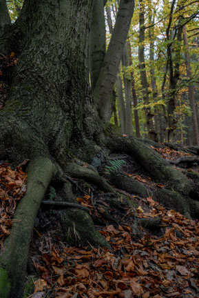 Tree Assessment - Baumpflege Jamie Degel