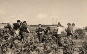 Visites au cœur du pays des petits fruits rouges - Ferme Fruirouge en ...