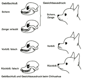 Gebiss - chihuahua-ruede-falco