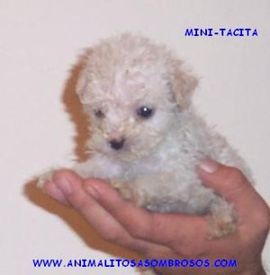 CANICHE TOY - Cachorros Animalitos Asombrosos