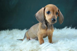 TECKEL - Cachorros Animalitos Asombrosos