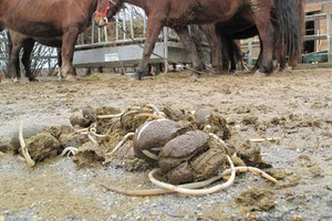 Les vers. - cheval conseils