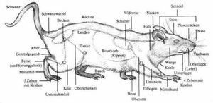 Die Ratte im Überblick... - Farbratten