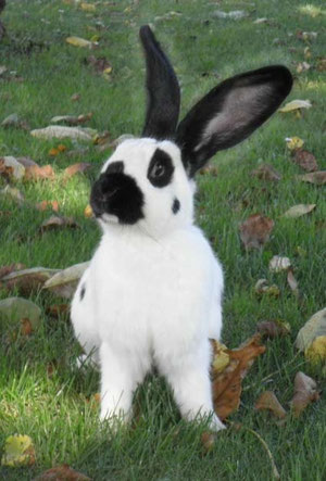 Abteilung 1. - Große Rassen - kaninchenzuchtvereind136s Webseite!