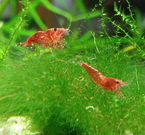 Red-Fire Garnele (Neocaridina heteropoda) - terrariums Jimdo-Page!