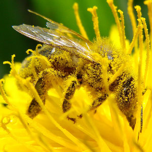 La reproduction sexuée animale et végétale - Site de cours de collège ...