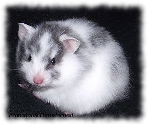 Unsere "Zucht" - Liebhaberzucht mit wunderschönen Hamsterbabys in ...