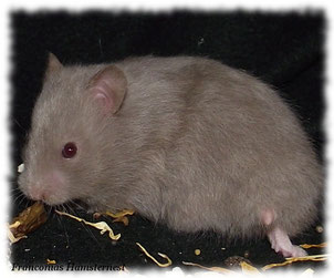 Unsere "Zucht" - Liebhaberzucht mit wunderschönen Hamsterbabys in ...
