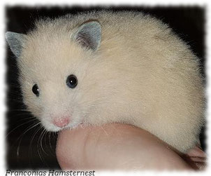 Unsere "Zucht" - Liebhaberzucht mit wunderschönen Hamsterbabys in ...