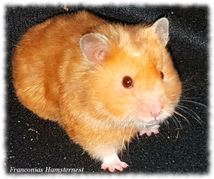 Unsere "Zucht" - Liebhaberzucht mit wunderschönen Hamsterbabys in ...