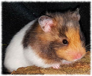 Unsere "Zucht" - Liebhaberzucht mit wunderschönen Hamsterbabys in ...