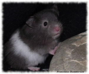Unsere "Zucht" - Liebhaberzucht mit wunderschönen Hamsterbabys in ...