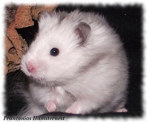 Unsere "Zucht" - Liebhaberzucht mit wunderschönen Hamsterbabys in ...
