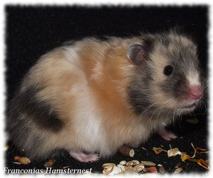 Unsere "Zucht" - Liebhaberzucht mit wunderschönen Hamsterbabys in ...
