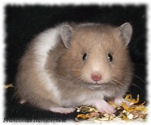 Unsere "Zucht" - Liebhaberzucht mit wunderschönen Hamsterbabys in ...
