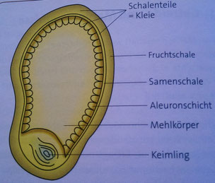 Die Getreidearten - wildebackstube