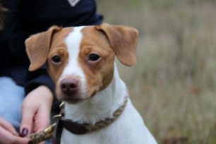 In Deutschland lebende Dansk/Svensk Gardhunde - dansk svensk gardhund ...