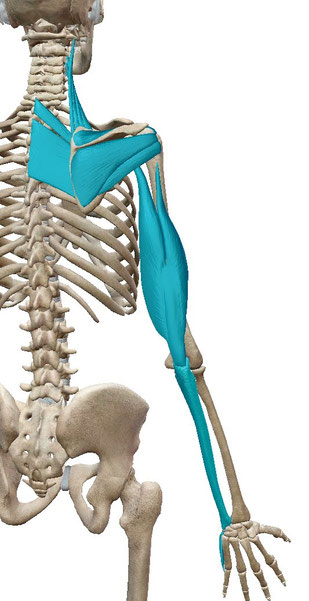 ディープバックアームライン（DBAL） - 筋膜の知識を臨床に