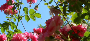 Schauspieler (als H.G. Fries), Autorin, Grafikerin - Helma Fries