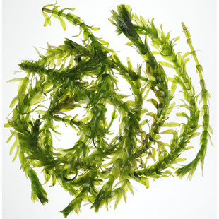 ASSIGNMENT - edbiologykmpk