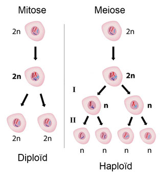 Núcleo Diploide Versus Haploide Diploïd (2n) | Biologielessen.nl