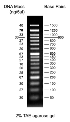 DNA Ladder 50 bp ready-to use DNA Ladder - GeneON BioScience