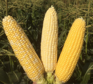 Corn - Silver Rill Corn Produce Market