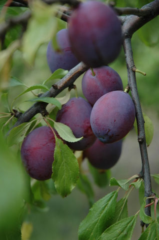 Pruniers - Site de la pepiniere grange