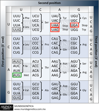 1.7 Código genético y traducción - Mundogenetica