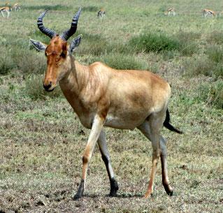 Antilopi - Kenya Vacanze