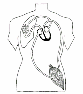 Chapitre 6: la circulation du sang - Site de cours de collège et lycée ...