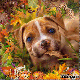 Blingee 2 - anuschkatim-freegifpicturess Webseite!