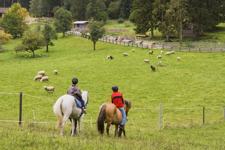 Home - Hohenfried e.V.