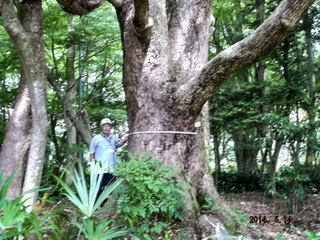 樹木図 - 十枝の森を守る会 （千葉県大網白里市） 自然保護