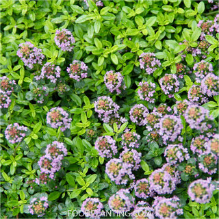 De kruidentuin: Het kweken van tijm (Thymus vulgaris) - foodplanting.com