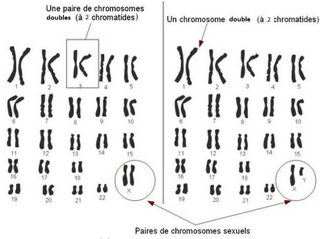 Chromosomes et information héréditaire - Site de cours de collège et ...