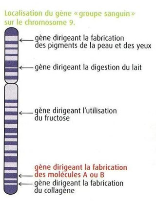 Chromosomes et information héréditaire - Site de cours de collège et ...