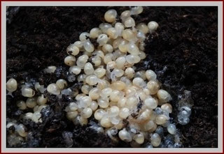 La reproduction sexuée animale et végétale - Site de cours de collège ...