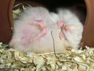 Die Entwicklung vom Hamsterbaby - knopfaugen-berlins Jimdo-Page!