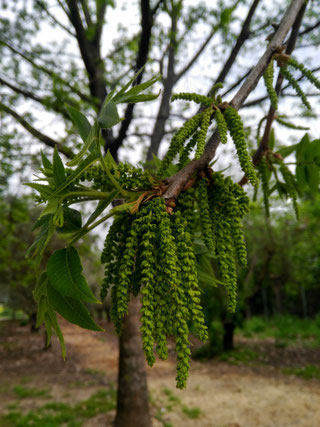 European Pecan Nursery - Quercus Viveros. Planta de nogal y pecano ...