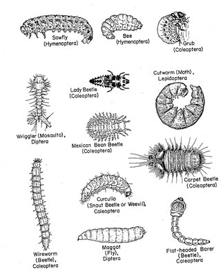 Larvas - Urban Pestis, SL