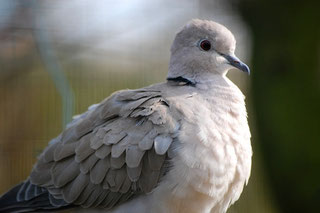 Duiven - Stadsboerderij de Vosheuvel