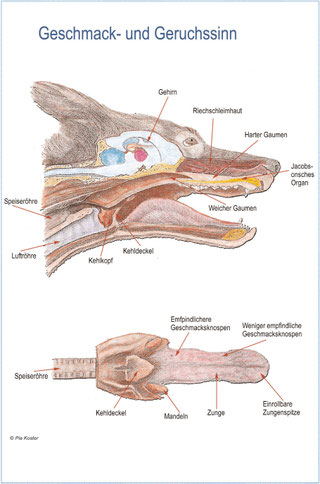Nase Hund Anatomie
